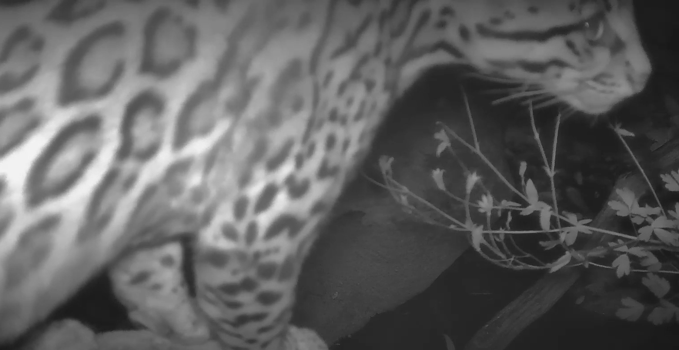 An endangered ocelot was spotted in Arizona. Here’s the rare footage ...