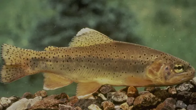 Phoenix New Times | The Leading Independent News Source in Phoenix ...